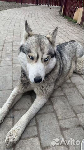 Хаски потеряшка