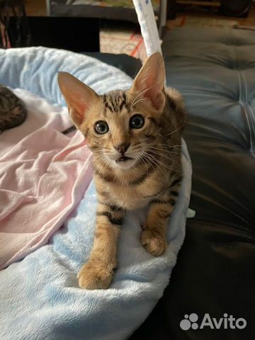 Бенгальские котята