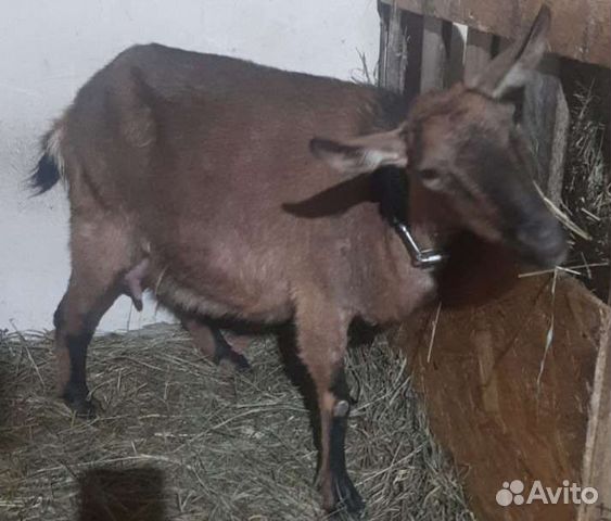 Коза дойная Альпийская