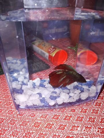 Аквариумные рыбки петушок