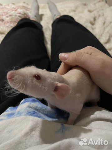 Крыса сфинкс