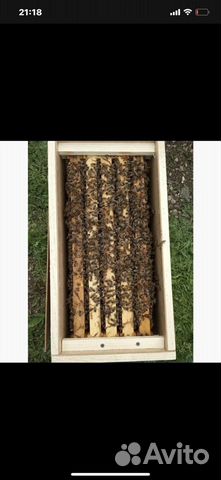 Продам почелопакет, порода-карника