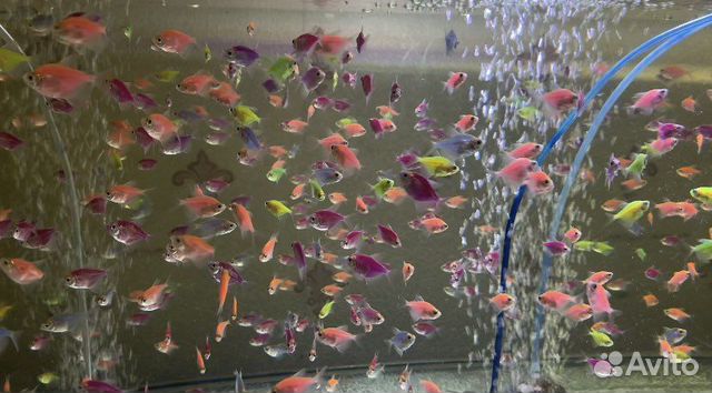 Тернеция гло