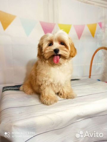 Мальтипу ф1 щенок девочка