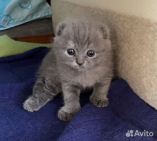Котята шотландцы