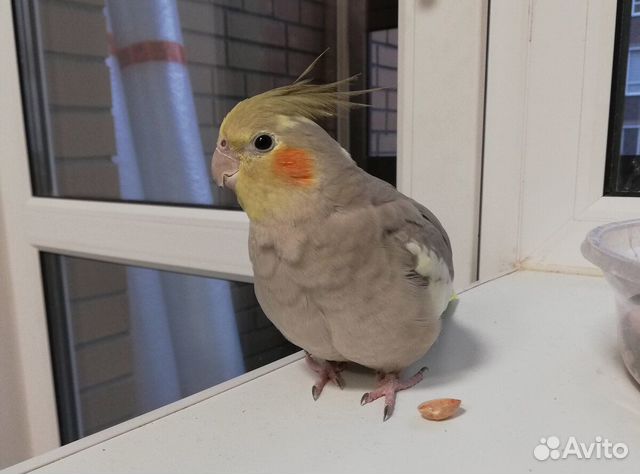 Попугай корелла девочка