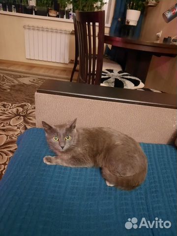 Кошка