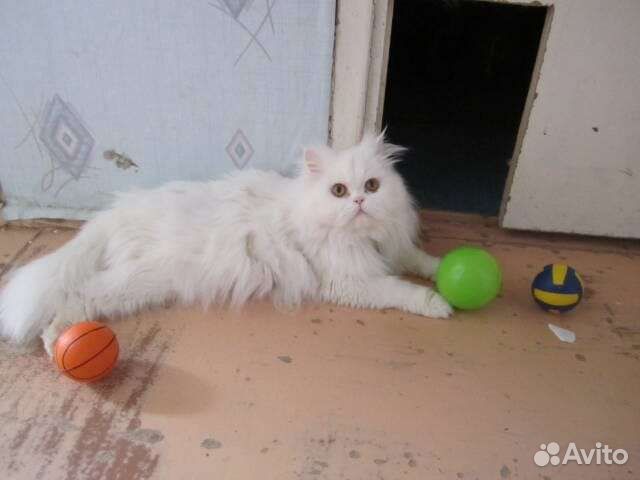 Персидская кошка в добрые руки бесплатно