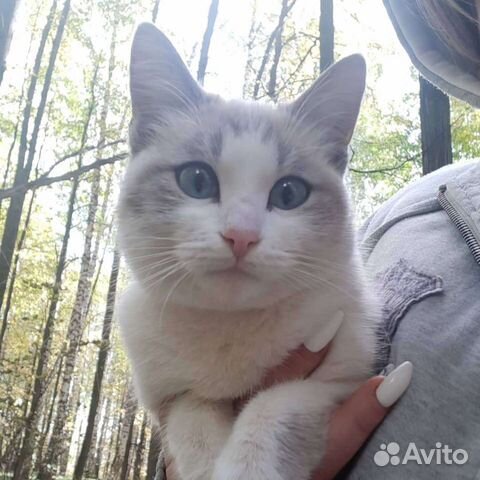Ласковая кошка в надёжные руки