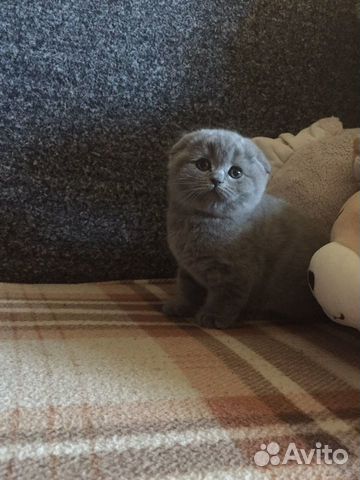 Шотландский вислоухий малыш
