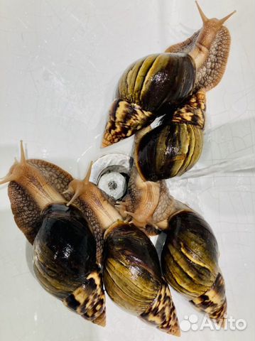 Улитки ахатины 5 штук с террариумом