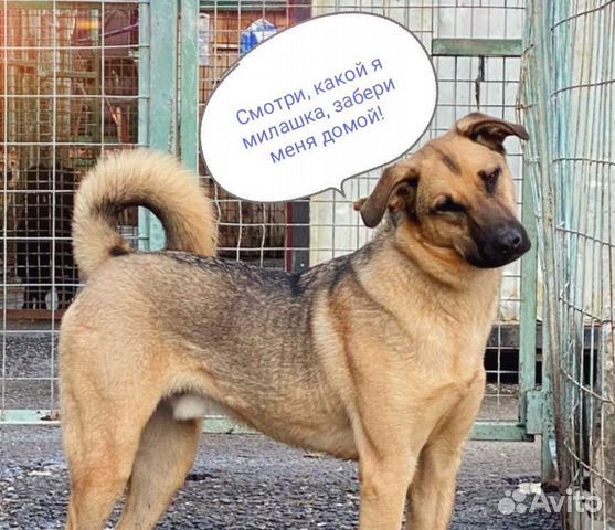 Собака в добрые руки