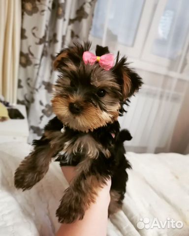 Йоркширский терьер