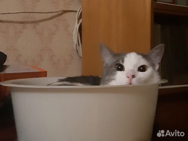 Кот Карась 1год