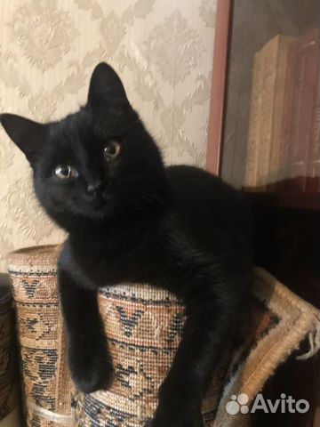 Кошка Тося в добрые руки