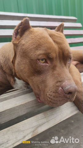 Питбультерьер