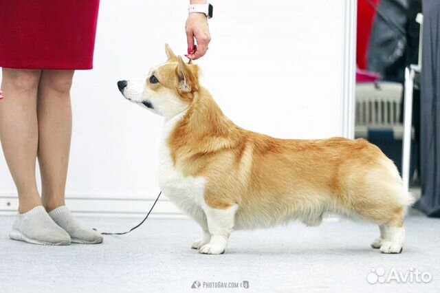 Вельш-корги пемброк вязка