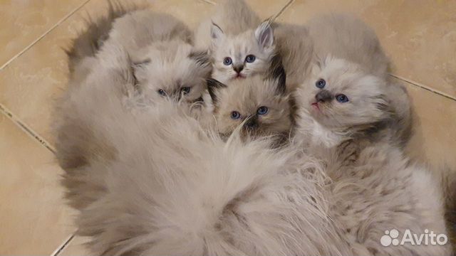 Котята