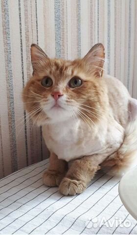 Шикарный рыжик