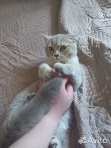 Шотландская