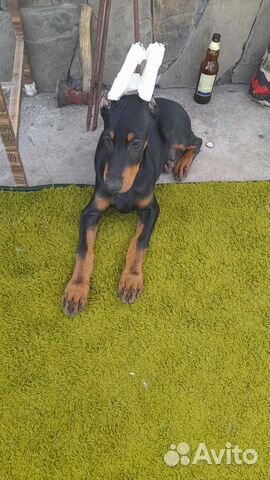 Щенки добермана