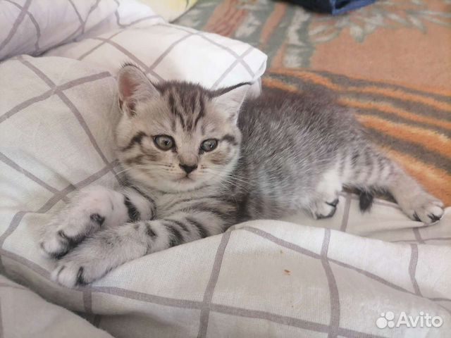 Британская
