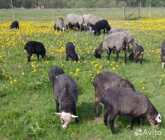 Шерсть овечья