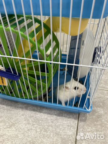 Джунгарские хомячки