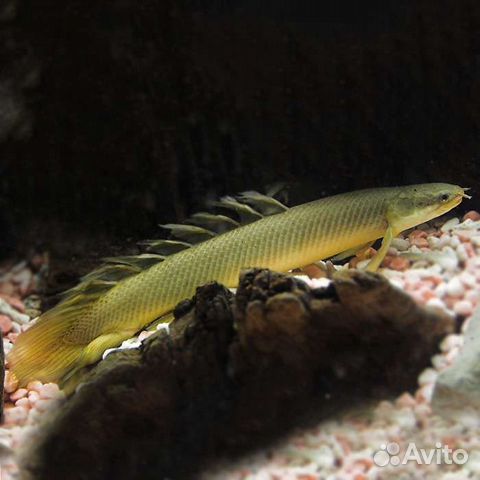 Полиптерус Сенегальский