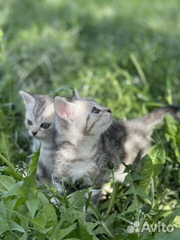 Британские котята