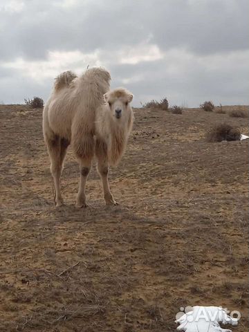 Продам верблюда