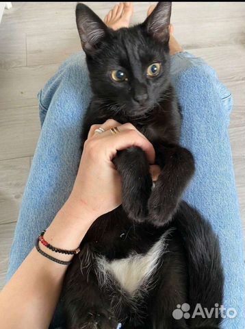 Фунтик в опасности на улице