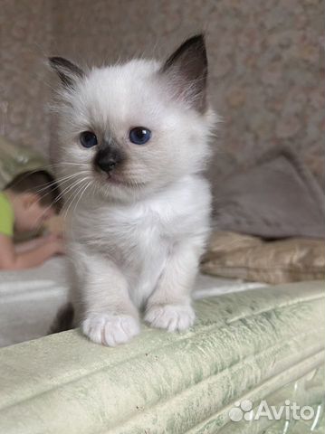 Котята священная бирма
