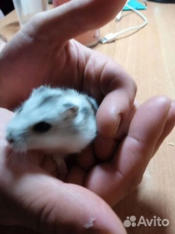 Джунгарский хомяк