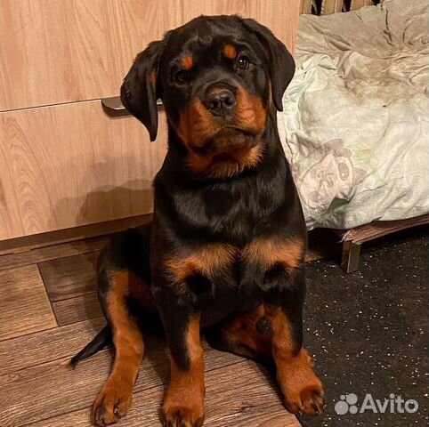 Щенки из питомника