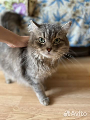 Кот в добрые руки