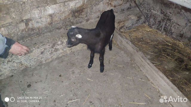 Козлёнок бельгийский