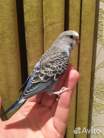 Волнистый попугайчик птенец