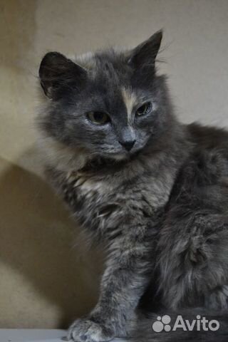 Котенок Ксюша ищет семью