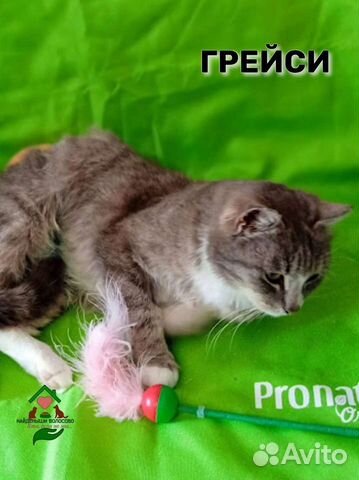 Кошка в дар