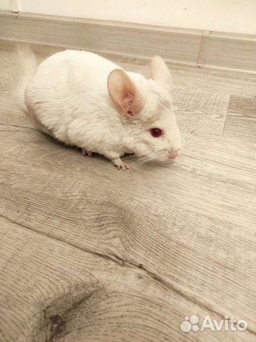 Шиншилла молодой самец