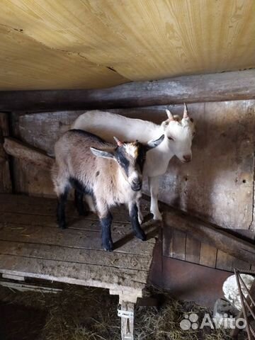 Продам козушек