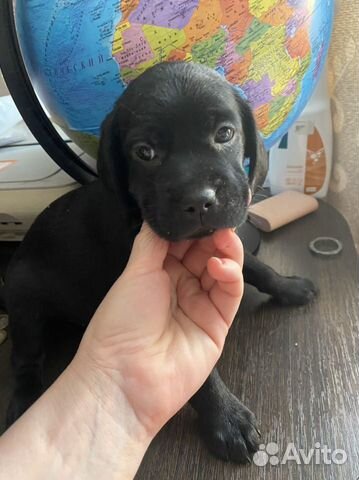 Щенки мама русский спаниель