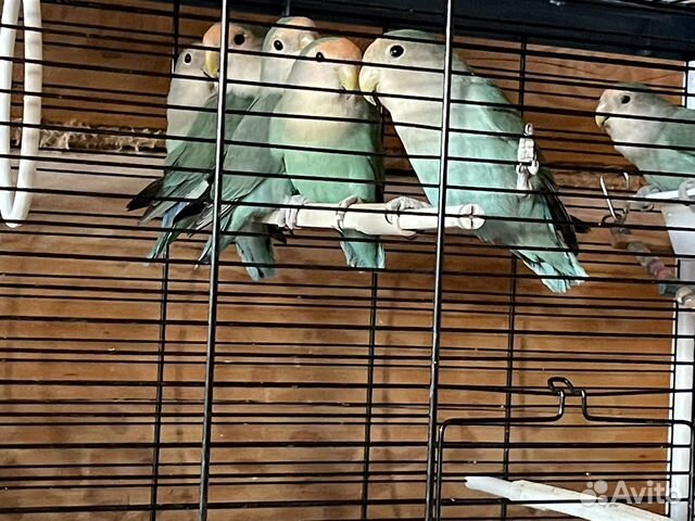 Попугаи неразлучники