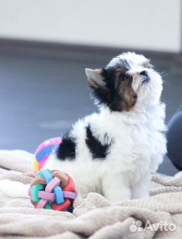 Бивер-Йорк кобель