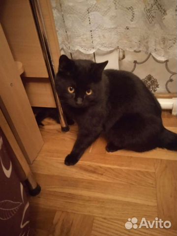 Кошки в добрые руки бесплатно