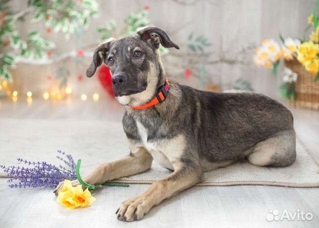 Щенок девочка 5 месяцев в добрые руки