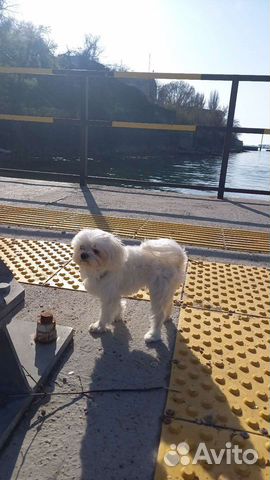 Мальтезе мини, вязка