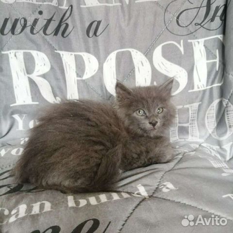Котёнок Пушистик