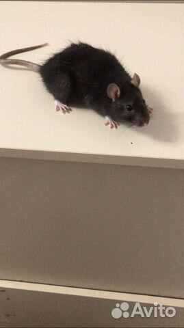 Крыса с коеткой в добрые руки